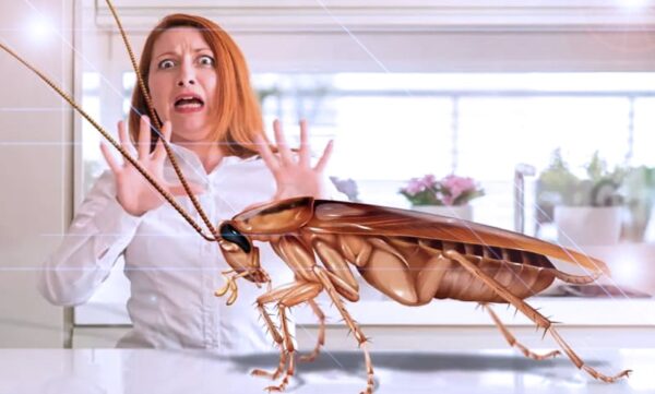 A Complete Guide to Cockroach Infestations