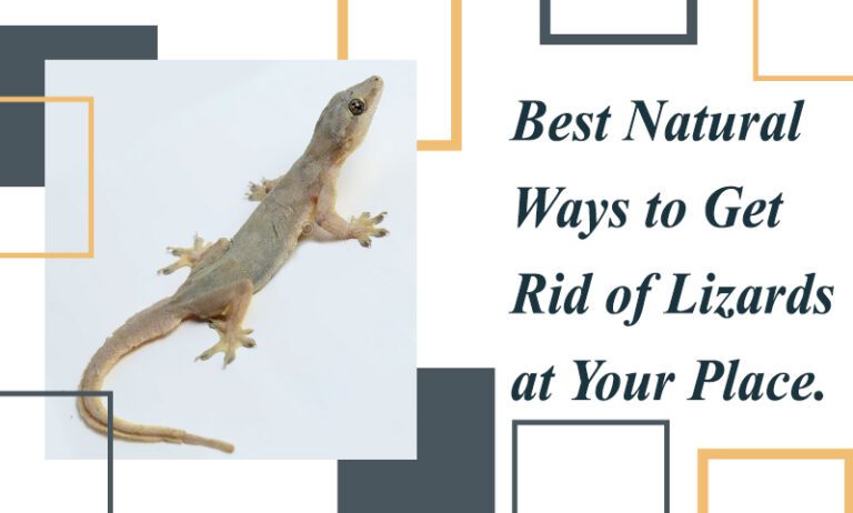 Best Natural Ways to get rid of Lizards at your Place